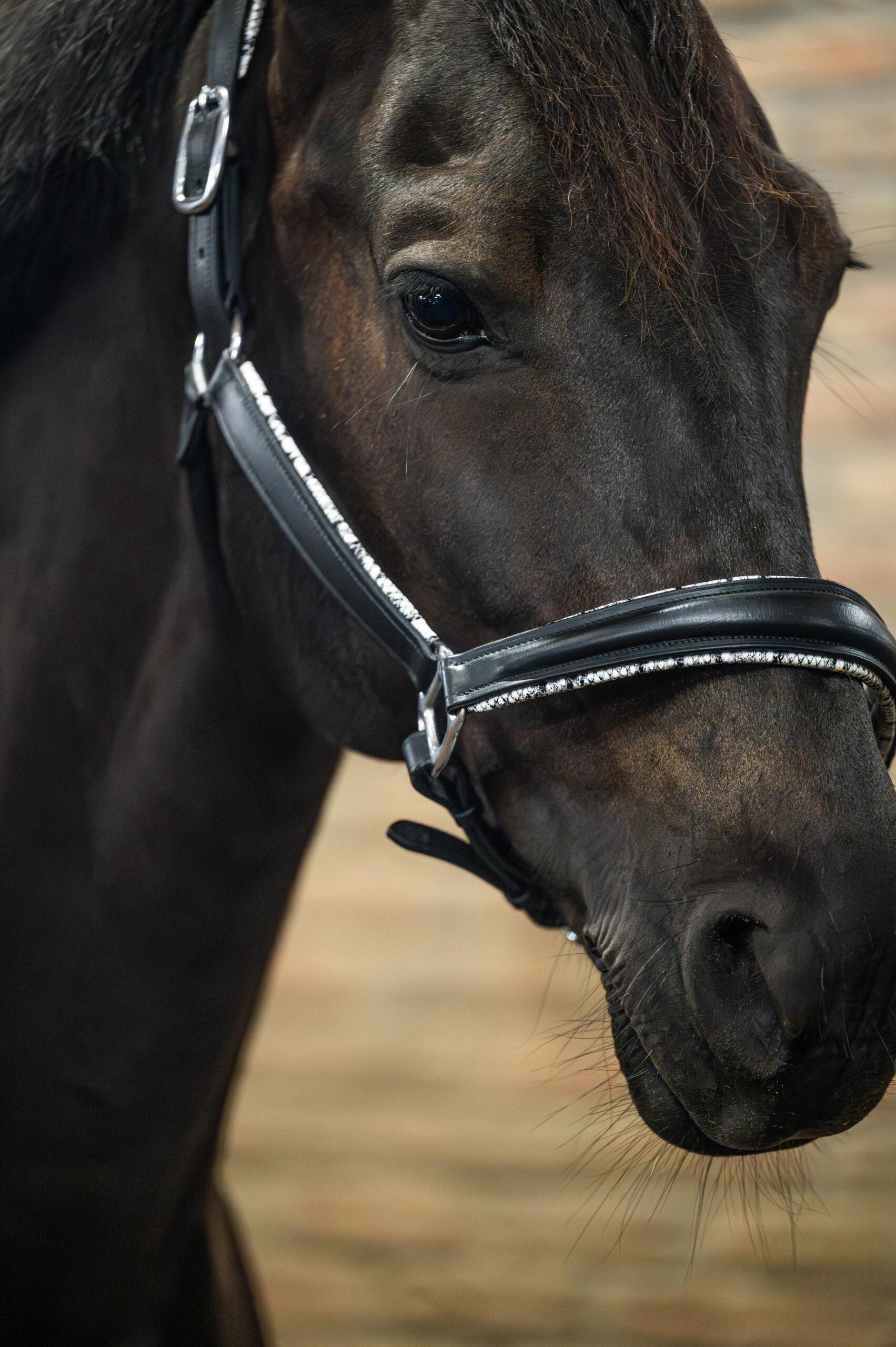 EQRoos Halster SneakyPython - EQRoos